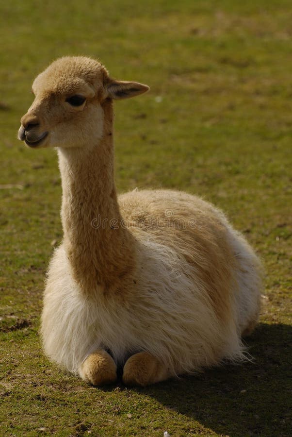 Cute, Brown Lama Sitting on a Meadow, Vertical Stock Photo - Image of ...