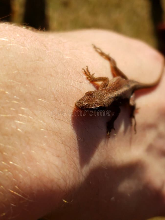 Lizard stock photo. Image of cute, friend, lizard, resting - 137534538