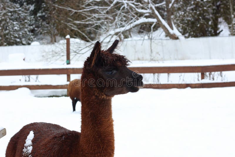 Cute brown llama in winter stock photo. Image of domesticate - 85284310