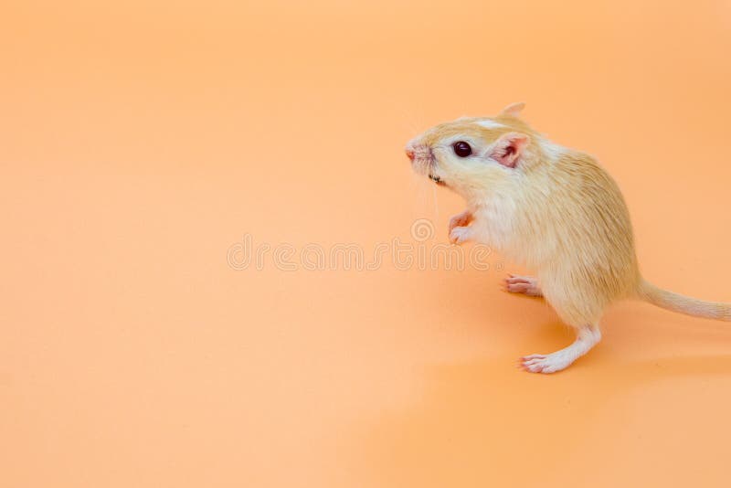 Cute brown mouse stock photo. Image of gerbillinae, pets - 215464800