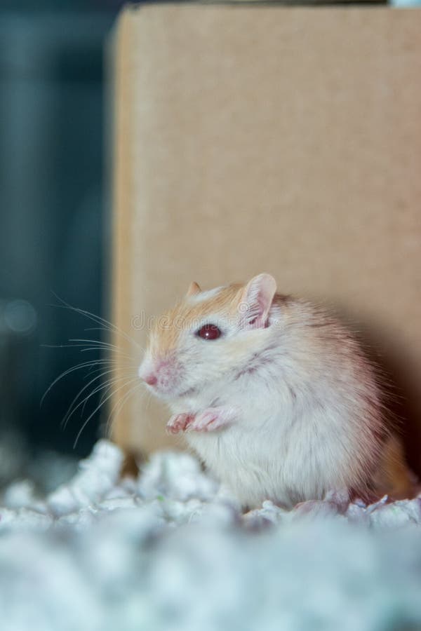 Cute brown mouse gerbil stock photo. Image of gerbil - 209637660