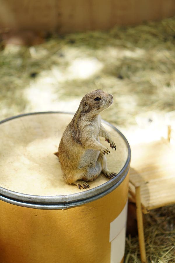 Parry Dog stock image. Image of closeup, brown, face - 120842175