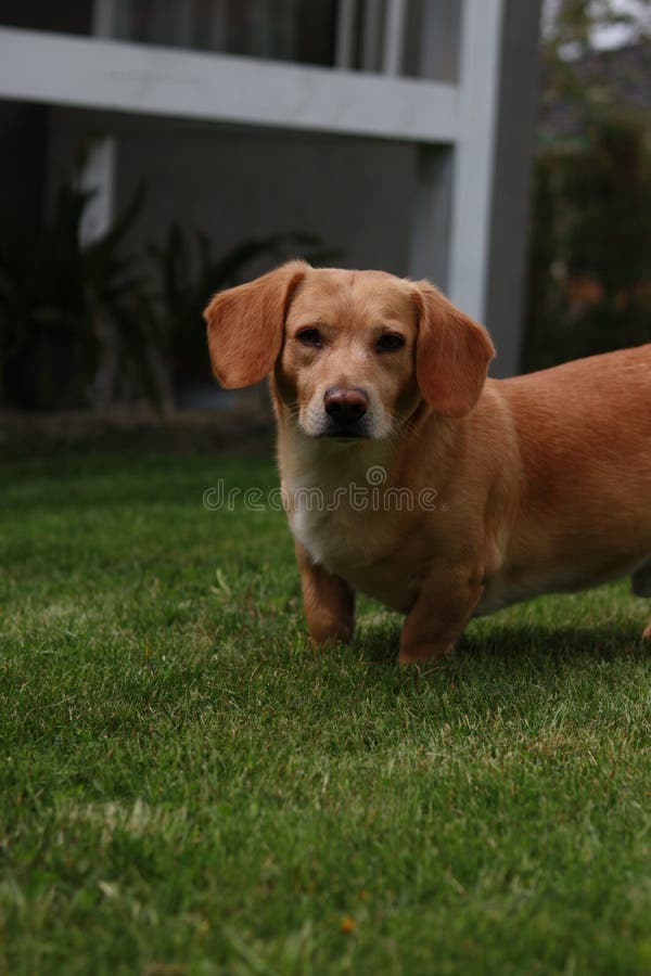 Cute, Brown Pembroke Welsh Corgi, Close-up, Vertical Stock Image ...