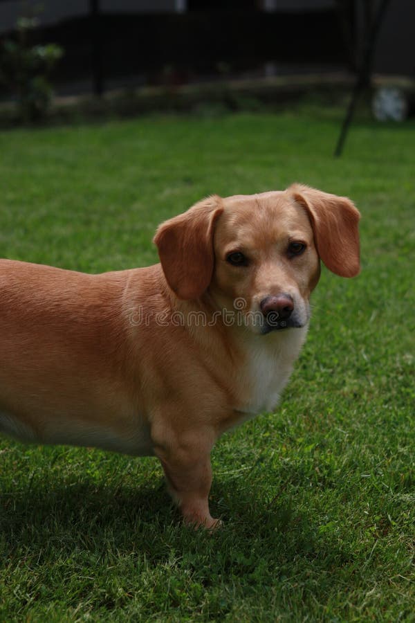 Cute, Brown Pembroke Welsh Corgi, Close-up, Vertical Stock Image ...