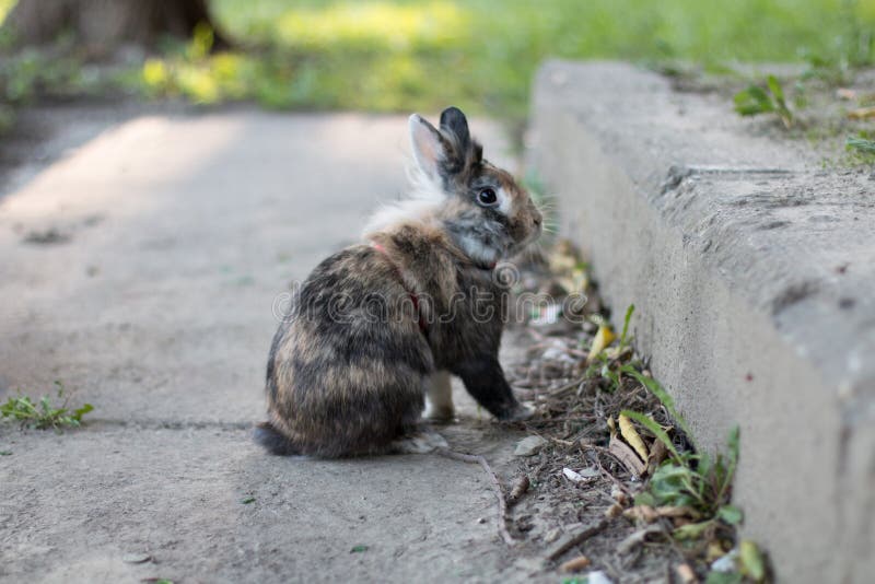Cute Brown Dwarf Rabbit Standing on Two Legs, Outdoors in Nature Stock ...
