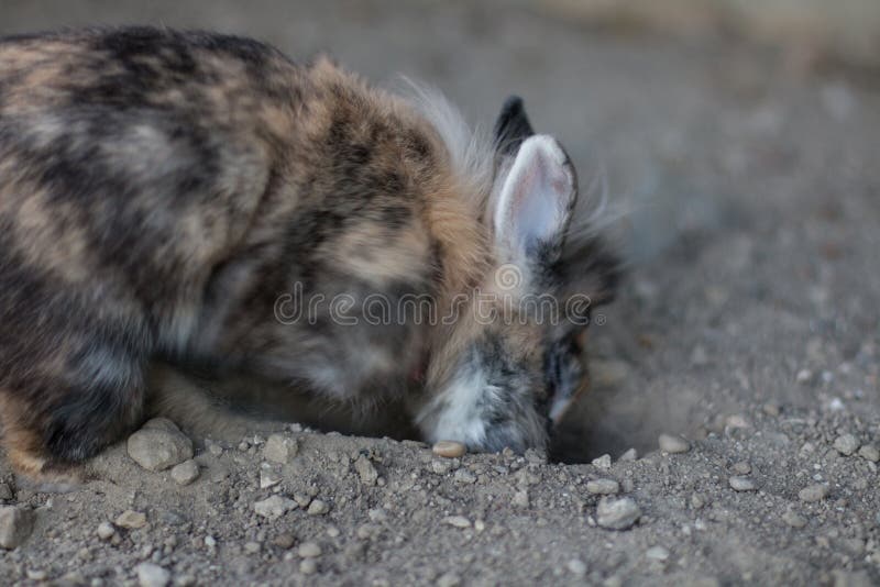 Cute Brown Dwarf Rabbit Standing on Two Legs, Outdoors in Nature Stock ...