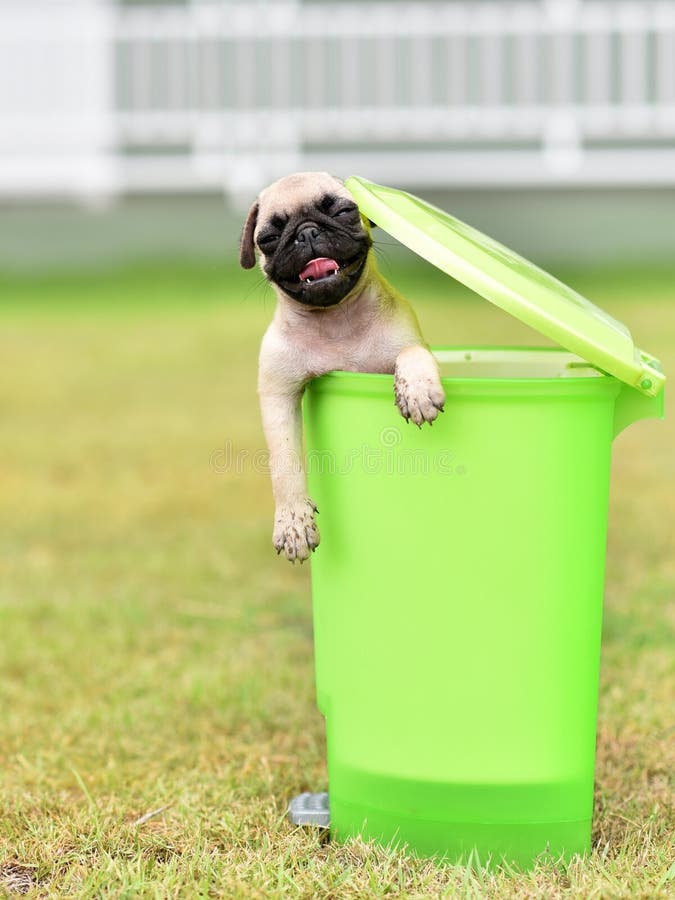 Cute Brown Pug in Green Bucket Stock Image - Image of funny, animal ...