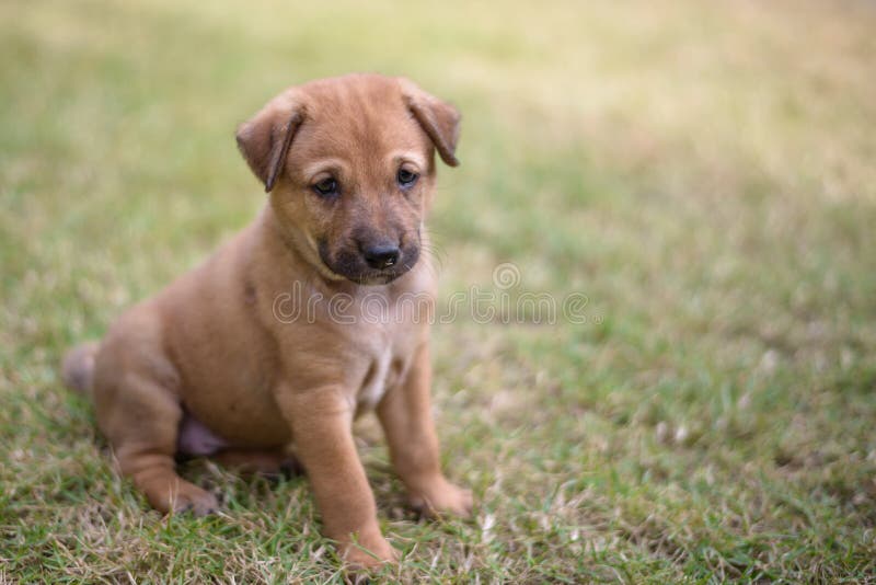 Cute brown puppy stock photo. Image of outdoors, copyspace - 65606742