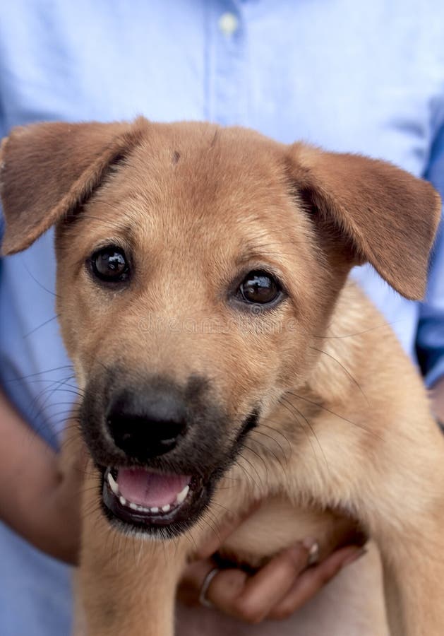 Cute Brown Puppy Face Looking at the Camera Stock Image - Image of face ...