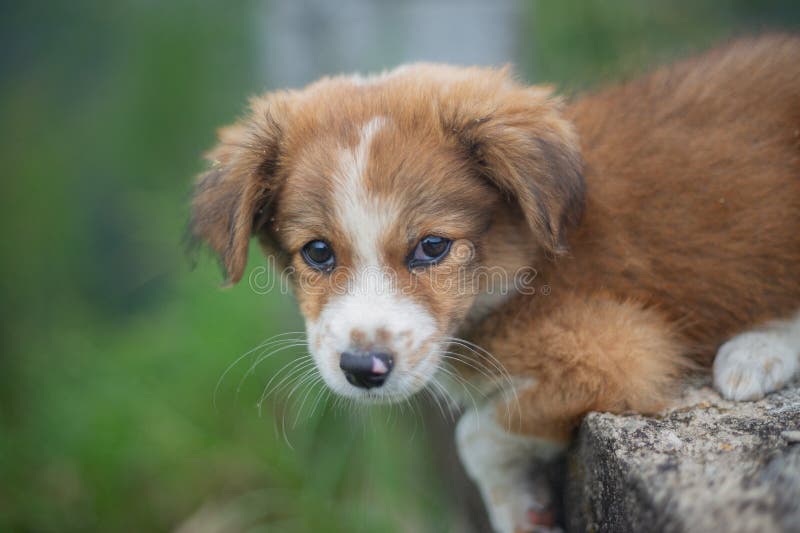 A Cute Brown Puppy is Looking at the Camera Stock Image - Image of wild ...