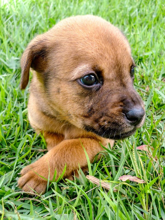 Cute Brown Puppy Lying on the Grass Stock Photo - Image of grass, paws ...