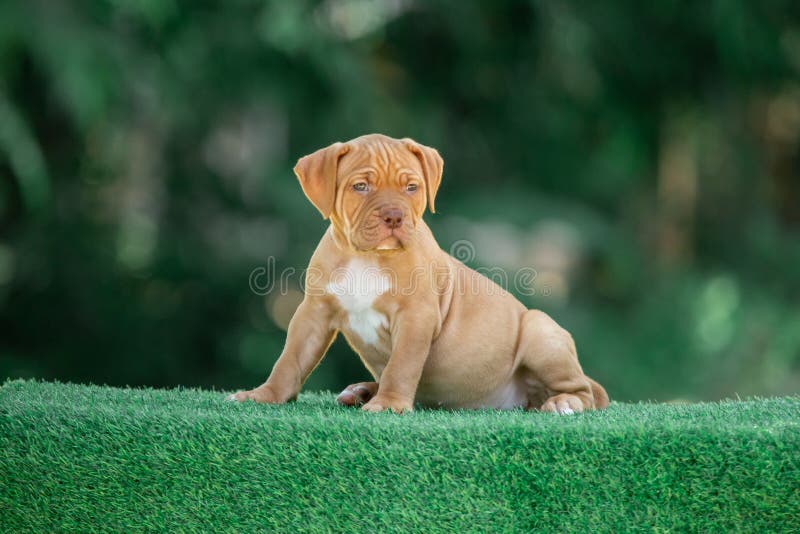Cute Brown Puppy Standing on Green Grass, Perfect Shape Pitbull Puppy ...
