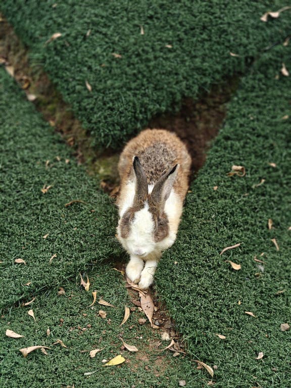 Cute brown rabbit stock photo. Image of coklat, rabbit - 372474980