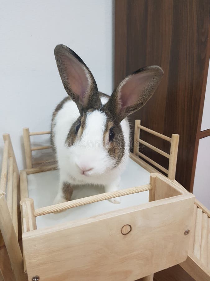 A Bunny Looking at the Surroundings. Stock Photo - Image of rabbit ...