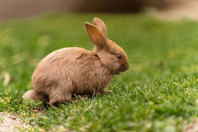 Cute Brown Rabbit in the Garden. Stock Image - Image of brown, wildlife ...