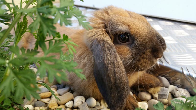 Cute Brown Rabbit stock photo. Image of natural, little - 56727624