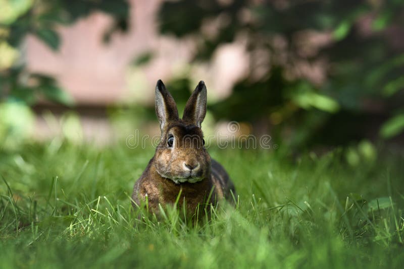 Cute Brown Rabbit Posing on Green Grass Outdoors in Summer Stock Photo ...