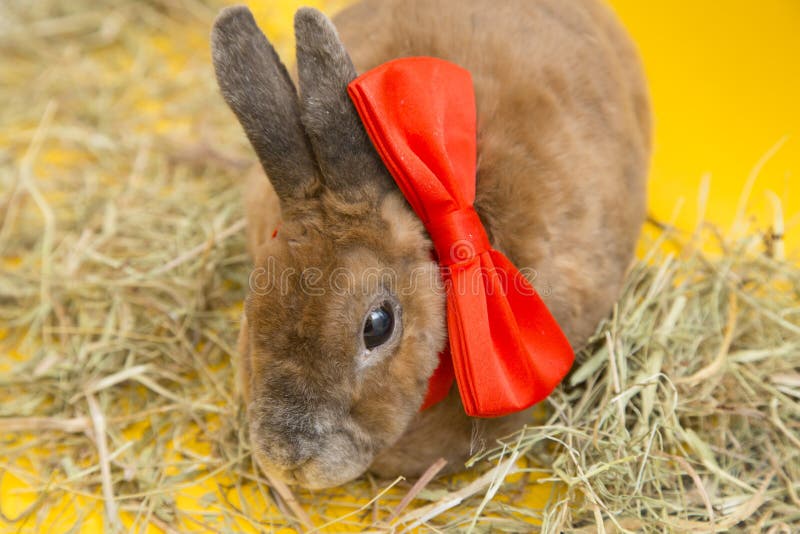 Cute brown rabbit stock photo. Image of rabbit, grain - 111918774