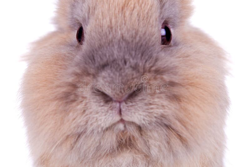 Rabbit mouth and nose stock photo. Image of grey, clean - 33908096