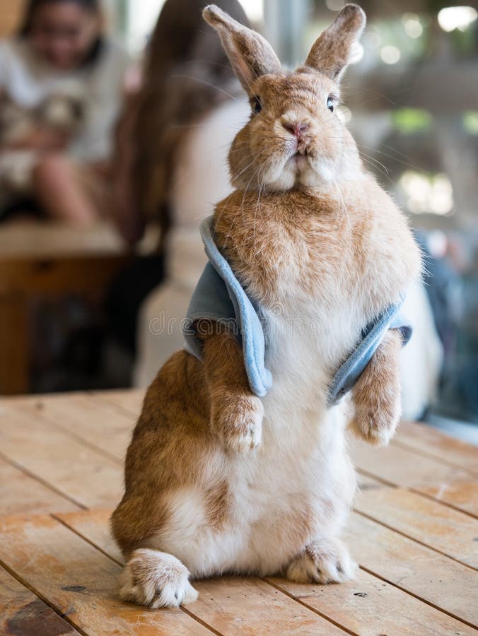 Cute Brown Rabbit Show in Cafe Stock Image - Image of pretty, little ...