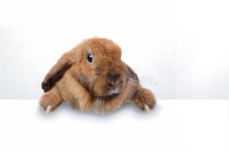 A Cute Brown Rabbit Standing on the Edge of a White Wall. Stock Photo ...