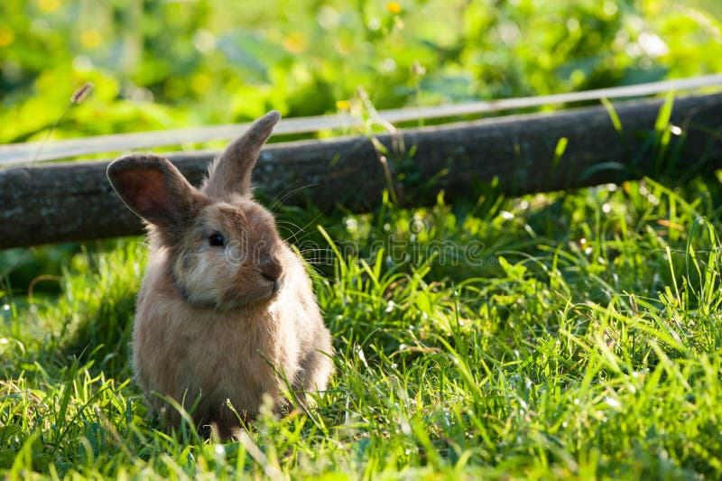 Cute rabbit in a meadow stock photo. Image of light - 103703052