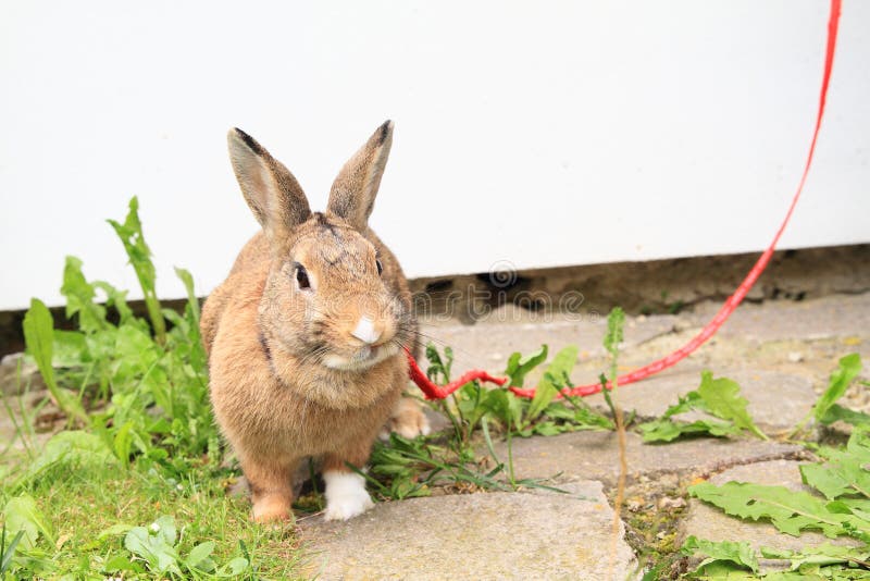 Rabbit on leash stock image. Image of furry, green, dandelion - 106773985