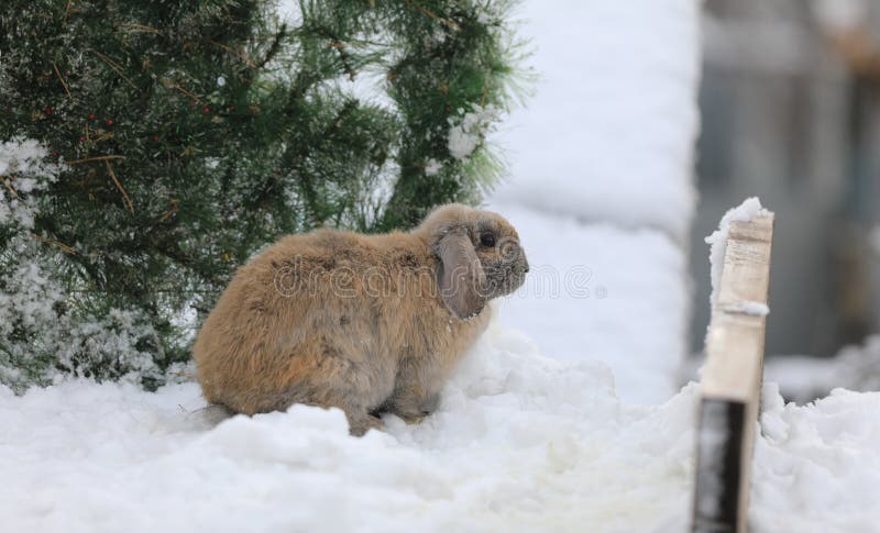 Cute Brown Rabbit in Winter Stock Photo - Image of cold, wild: 332433458