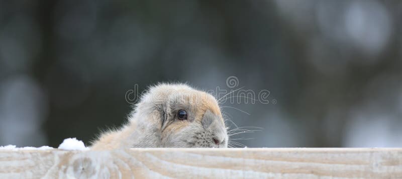 Cute Brown Rabbit in Winter Stock Image - Image of tree, natural: 332432575