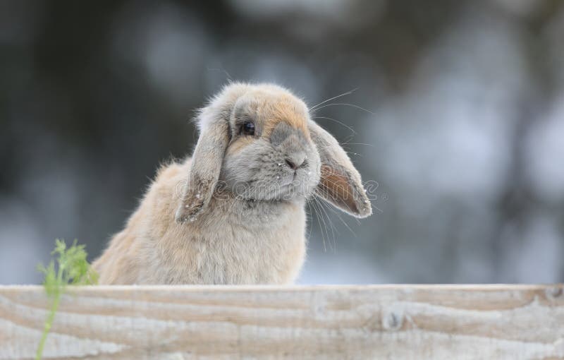 Cute Brown Rabbit in Winter Stock Image - Image of small, brown: 332432895