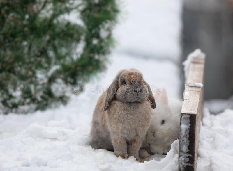 Cute Brown Rabbit in Winter Stock Photo - Image of portrait, white ...