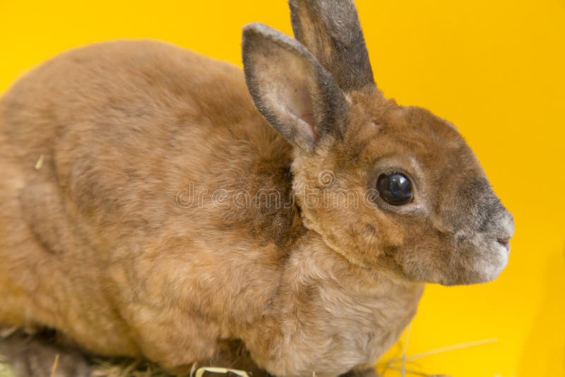 Cute brown rabbit stock photo. Image of easter, grain - 111919434