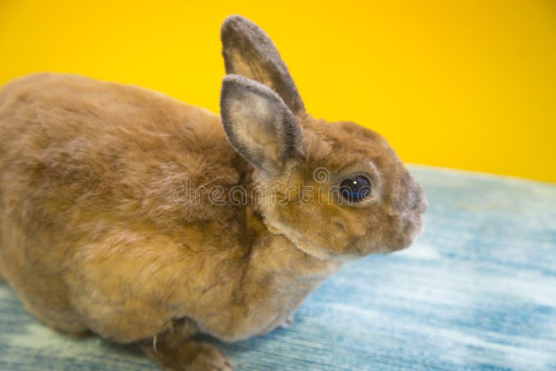 Cute brown rabbit stock photo. Image of rabbit, grain - 111918774