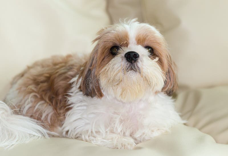 Cute brown Shih-Tzu dog. stock photo. Image of pedigree - 58414330
