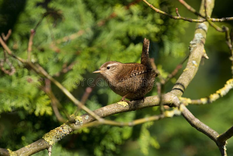 Cute Brown Speckled Eurasian Wren. Stock Photo - Image of perched ...