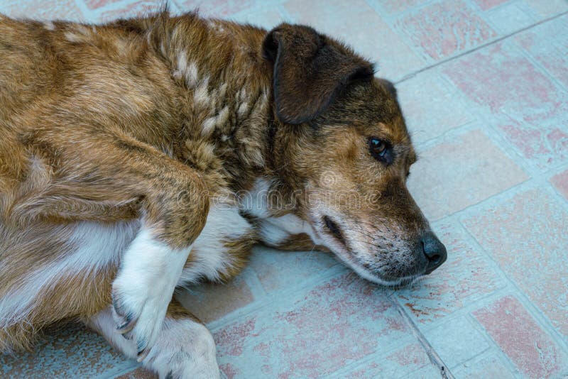 Cute Brown Stray Dog Laying on the Ground Stock Photo - Image of brown ...