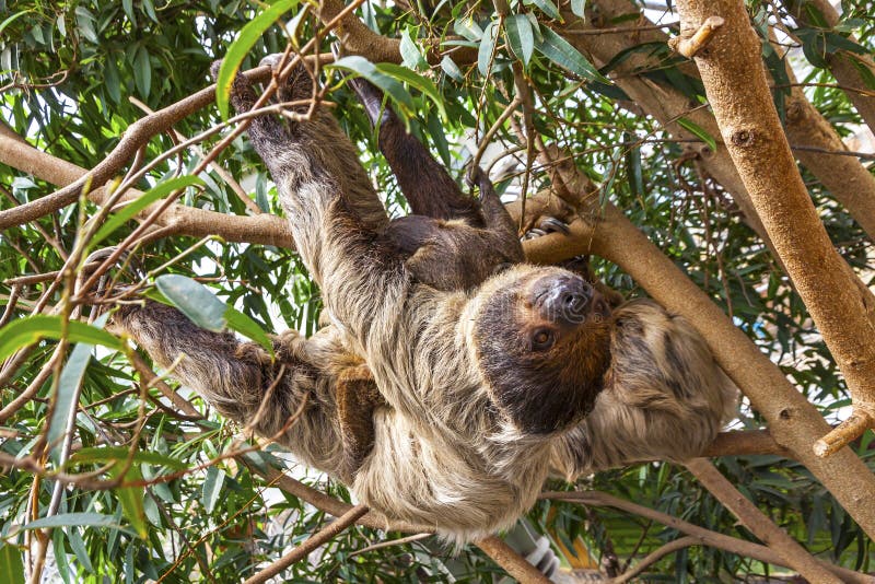 Cute Two-toed Sloth Hanging on Tree Branch Isolated on White Background ...