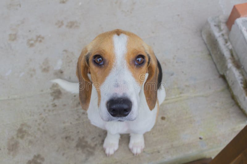 Cute Brown and White Dog Looking at the Camera Stock Photo - Image of ...