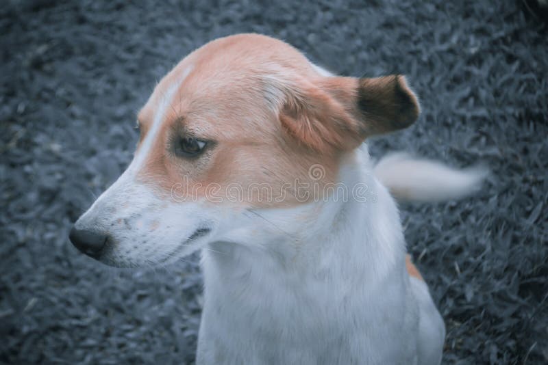Cute Brown and White Dog with Filter Effect Stock Image - Image of ...