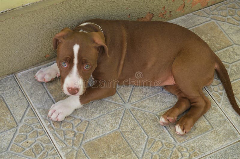 Cute Brown and White Pit Bull Puppy Stock Photo - Image of carnivore ...