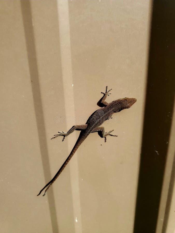 Cute Brown Wild Anole Lizard Stock Image - Image of brown, wild: 163135349