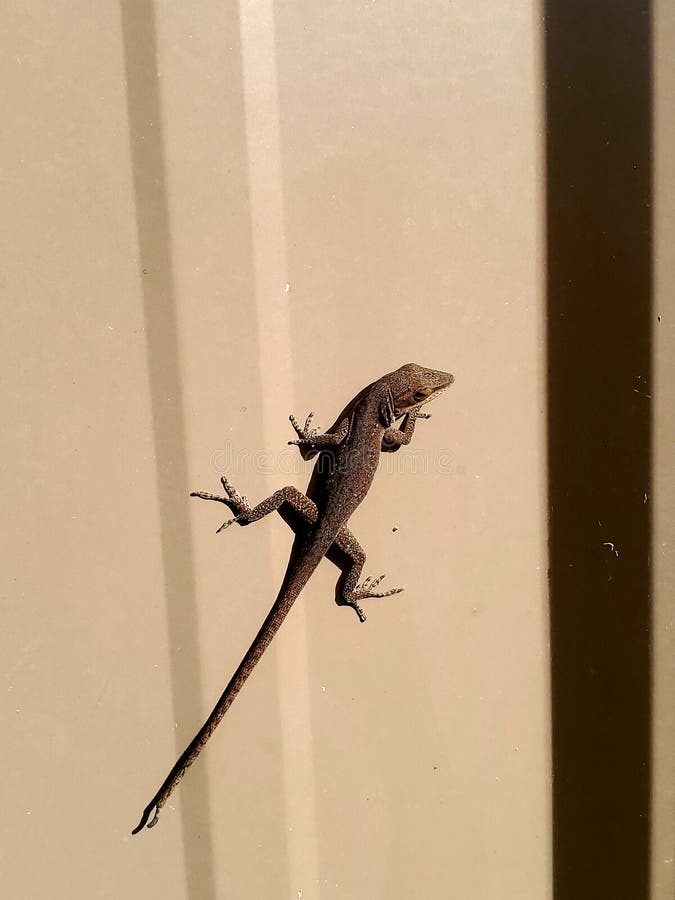 Cute Brown Wild Anole Lizard Stock Photo - Image of cute, brown: 163136650