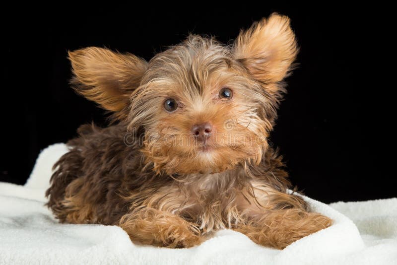 Cute Brown Yorkshire Terrier in a Bed of White Blanket Against B Stock ...