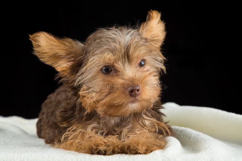Cute Brown Yorkshire Terrier in a Bed of Pink Blanket Against so Stock ...