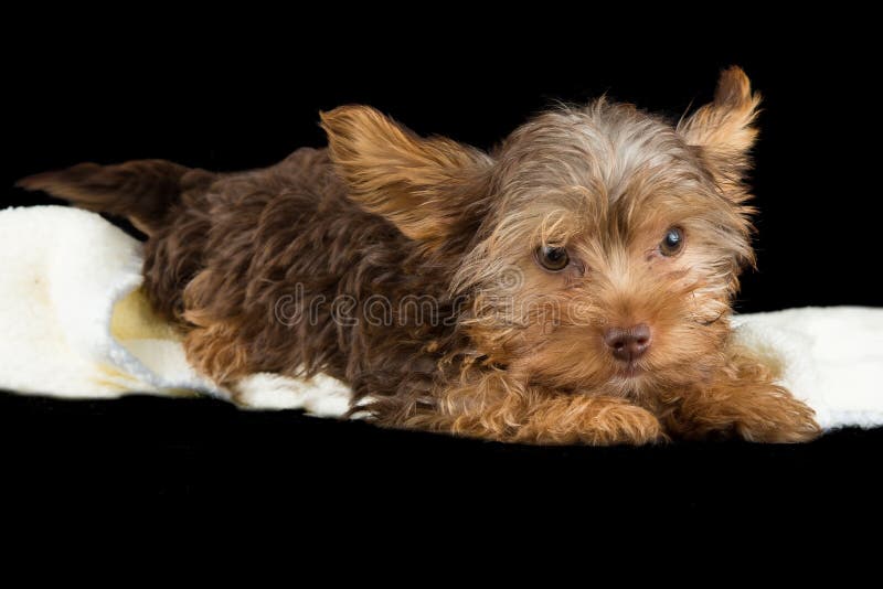 Cute Brown Yorkshire Terrier in a Bed of White Blanket Against B Stock ...