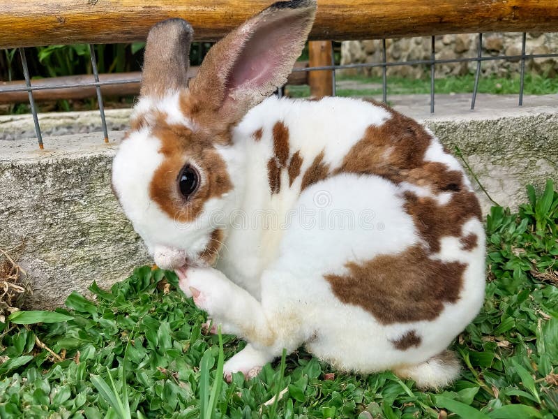Cute Brownish White Rabbit Inside a Mini Zoo Stock Photo - Image of ...