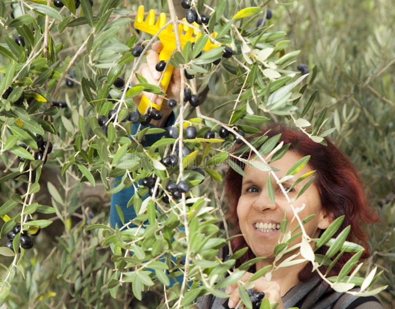Cute Brunette Woman Collecting Olives Stock Image - Image of fruit ...