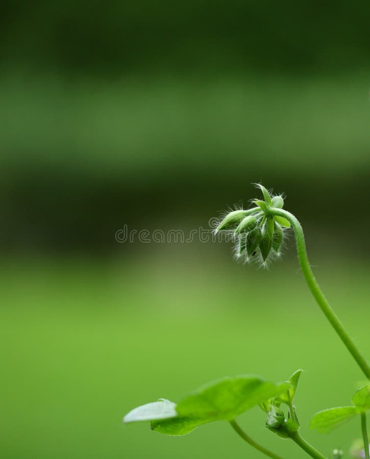 Cute bud stock photo. Image of green, nature, backround - 75957678