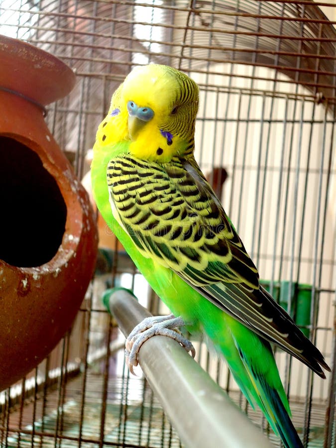 Cute Budgie with a Blue Beak Sitting in a Cage Stock Image - Image of ...