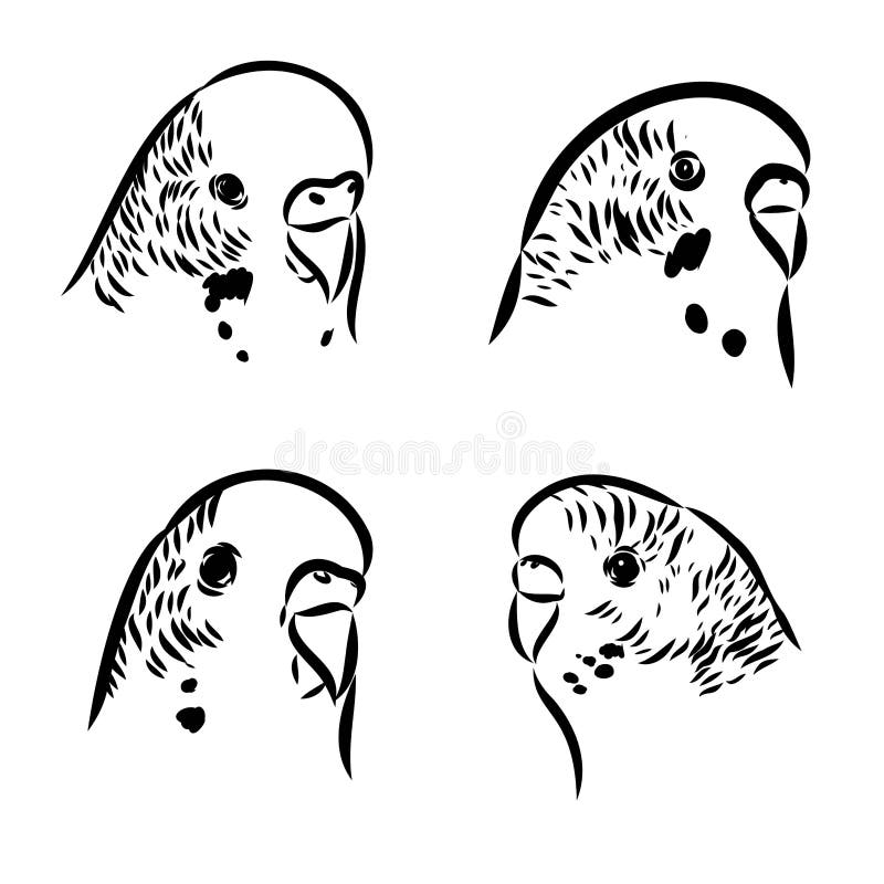 A Cute Budgie Sits on a Perch. Vector Sketch Illustration for Design ...